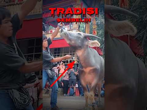 Cara menyembelih hewan kurban (kerbau) orang Toraja #sembelihkerbau #tradisikutoraja #budayatoraja