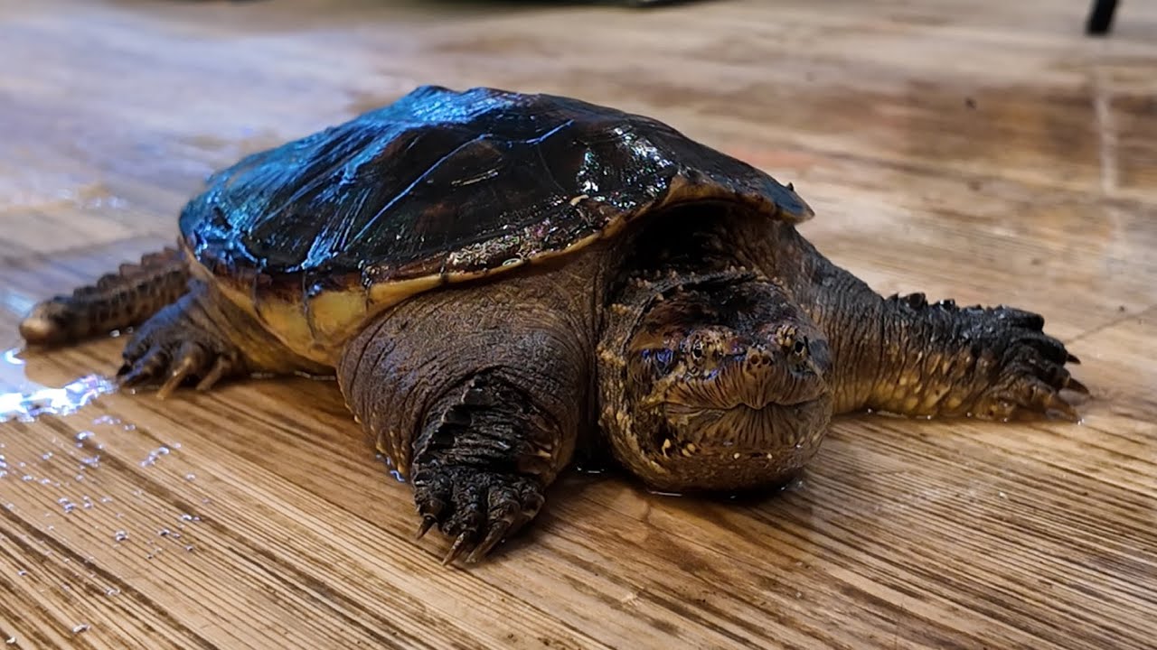 Why you SHOULD NOT get a pet snapping turtle