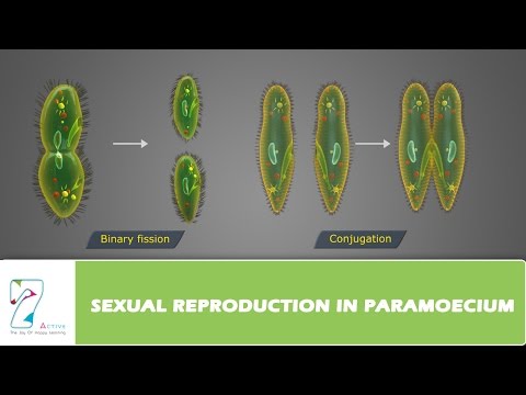 SEXUAL REPRODUCTION IN PARAMOECIUM