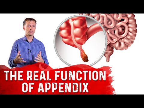 The REAL Function of Appendix – Dr. Berg