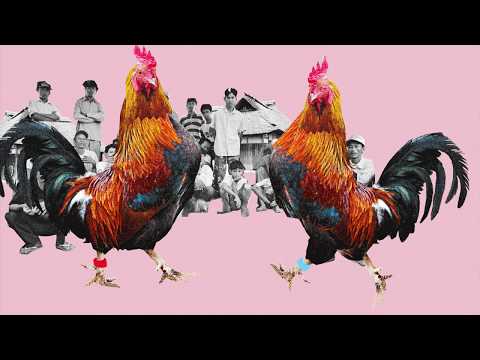 Chicken - The closest living relative to the dinosaur!