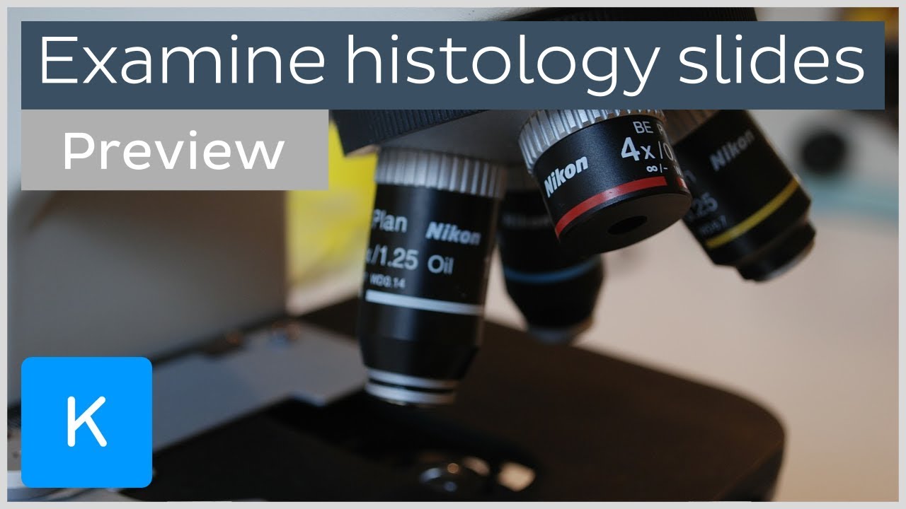 How to examine histology slides: tissues under a microscope (preview) - Human Histology | Kenhub