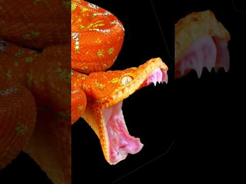 Emerald tree boa | Terrifying Snakes That Are Actually Friendly