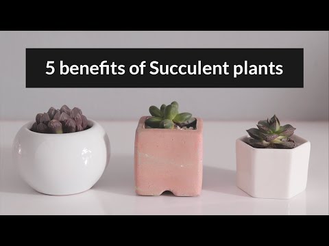 5 Benefits of Succulent Plants