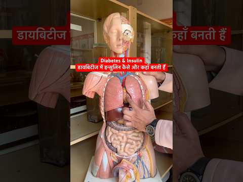 Diabetes, Insulin & Pancreas । डायबिटीज में इन्सुलिन कैसे और कहाँ बनती हैं #viral #shorts #trending