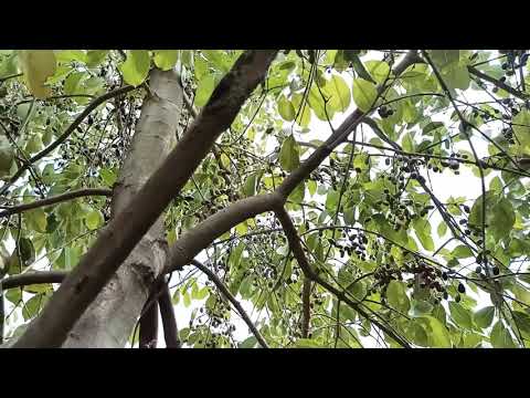 How jamun tree looks like | What does jamun fruit taste like?