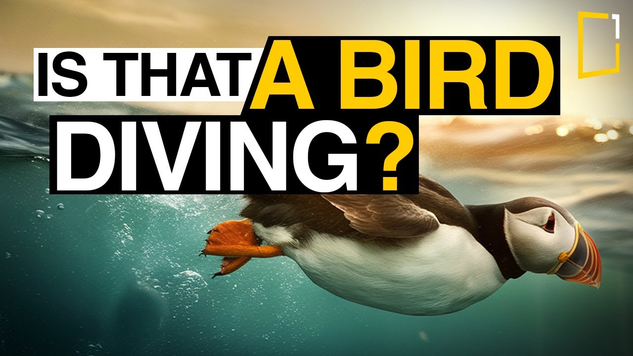 The puffin a Bird That Can Fly, Swim, and Dive