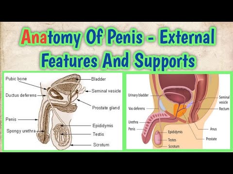 Anatomy of Penis - External Features And Supports l @abhishekghoolibmcri