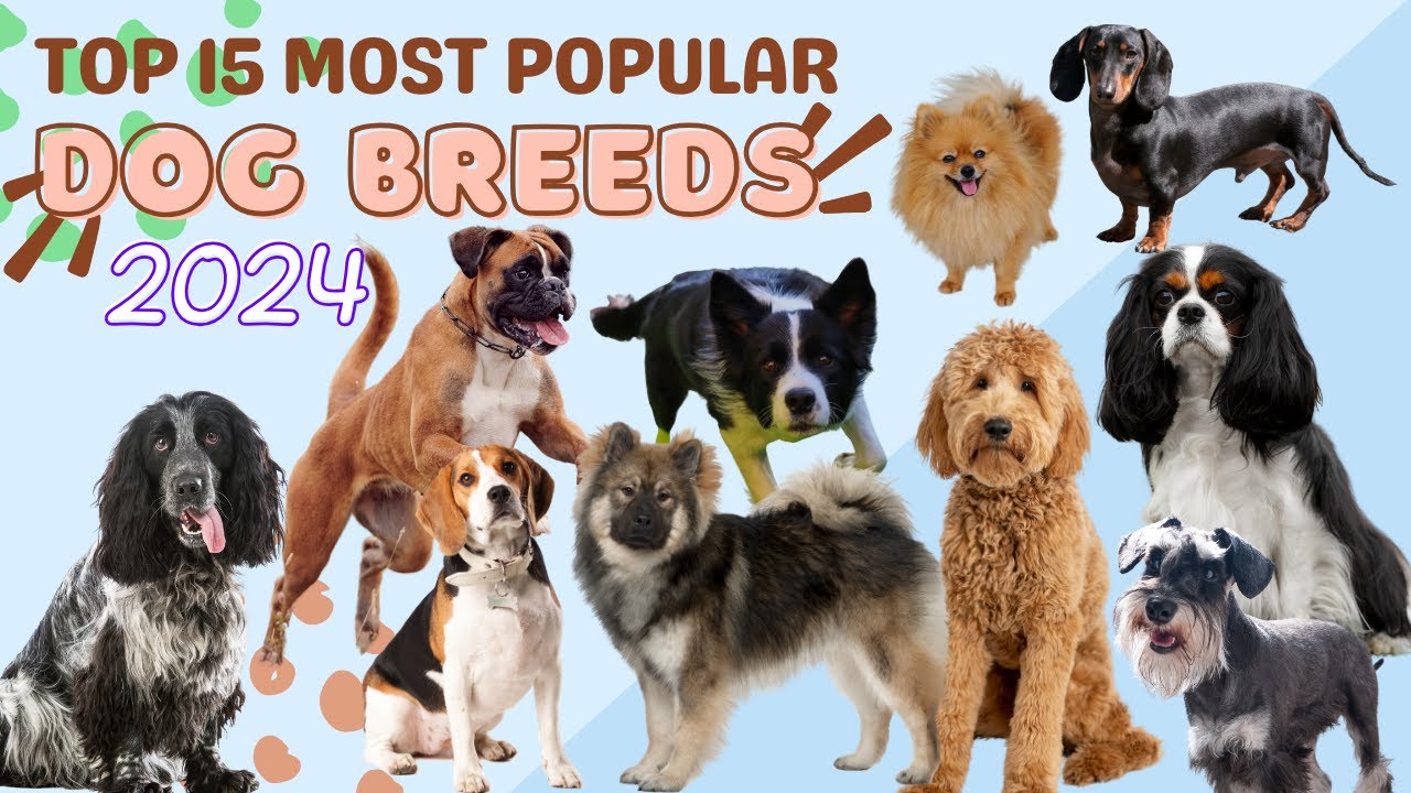 Top 15 Most Popular Dog Breads in 2024