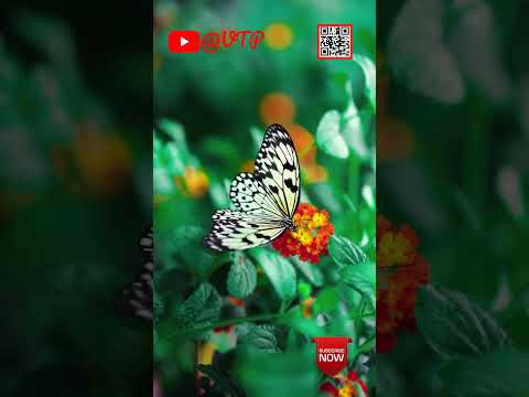 Meaning of eclectic in English | 20240714 #shorts @vtp