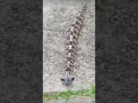 What The Snake Name??? #shorts