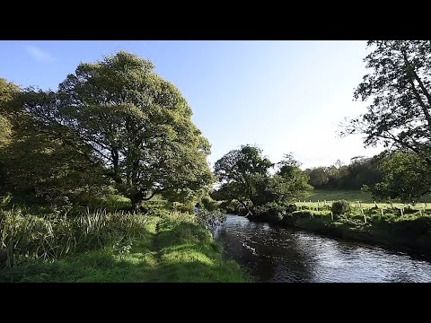 Faughan Valley: From Fragments to Thriving Forests