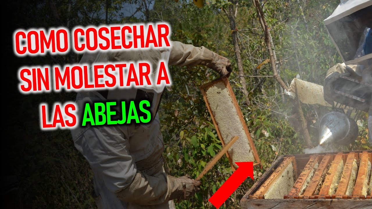 La Manera correcta de Cosechar Miel de Abeja | #apicultura