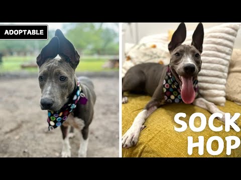 Sock Hop- the itty-bitty thing with the good ears!