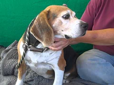 A4866133 Odin | Beagle