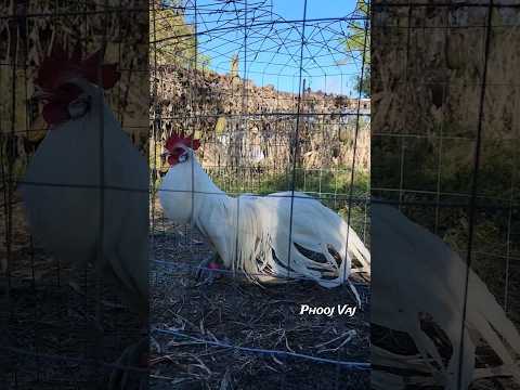 4 White Roosters - Bantam Phoenix Qaib Dib Tw Ntev #chicken #qaibdib #gamefowl #ayam #gallos #bantam