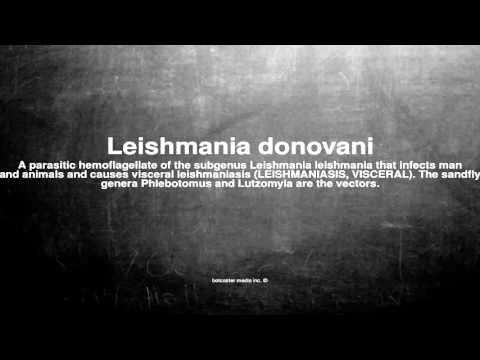 Medical vocabulary: What does Leishmania donovani mean