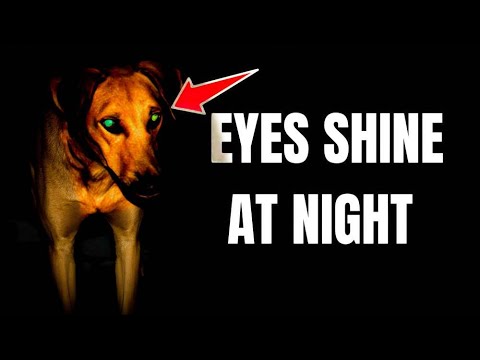 Why do dogs eyes shine at night?