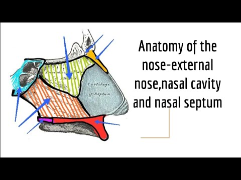 Anatomy of nose External nose,Nasal cavity,Nasal septum