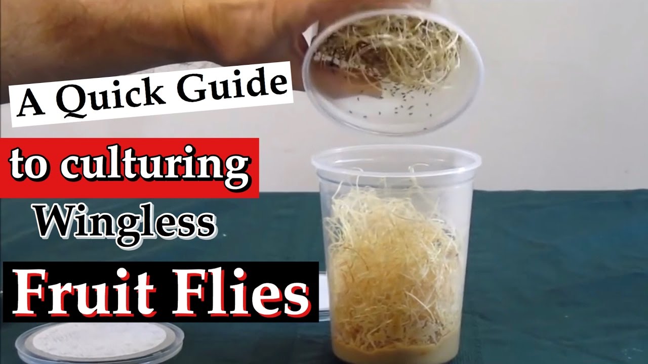 Culturing Wingless Fruit Flies (Drosophila melanogaster) as Live Food: A Quick Guide