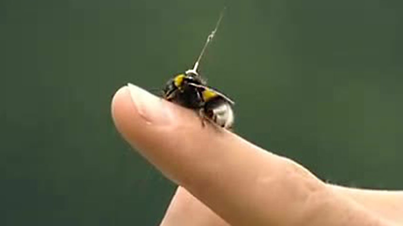 Watch the Flight of a Bumble Bee | Animal Camera | BBC Earth