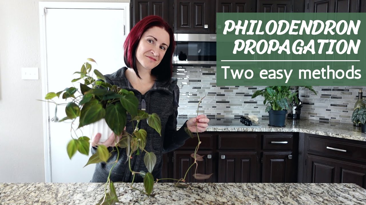 How to Propagate Philodendron | Two Easy Methods from Start to Finish