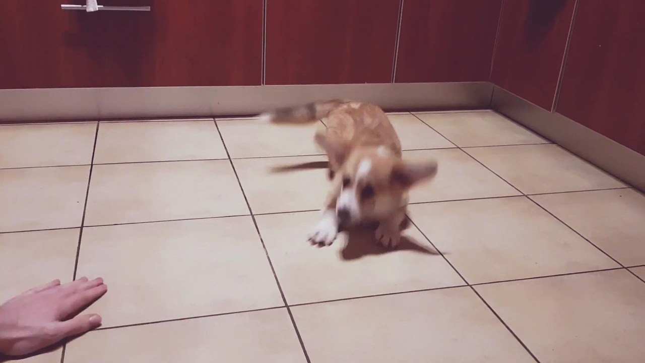 Brave corgi fights off a monster