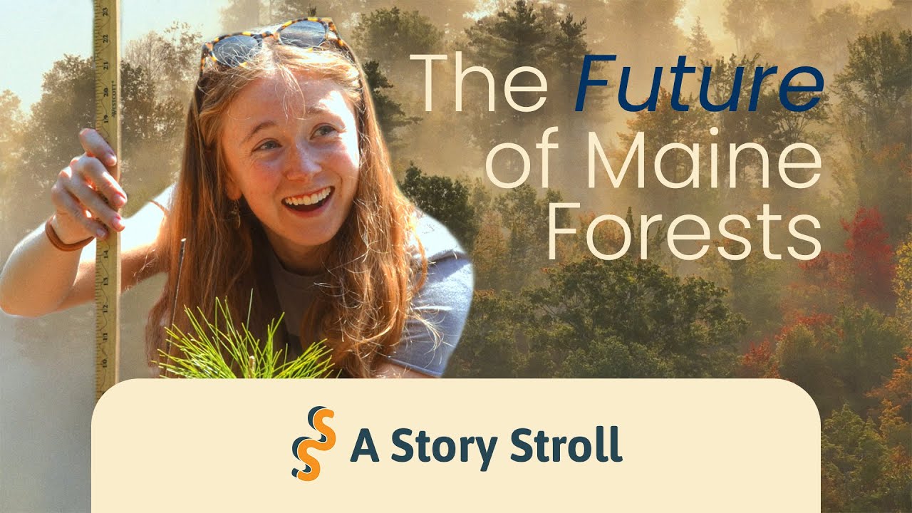 How Maine is Prepping for The Future of New England's Forests