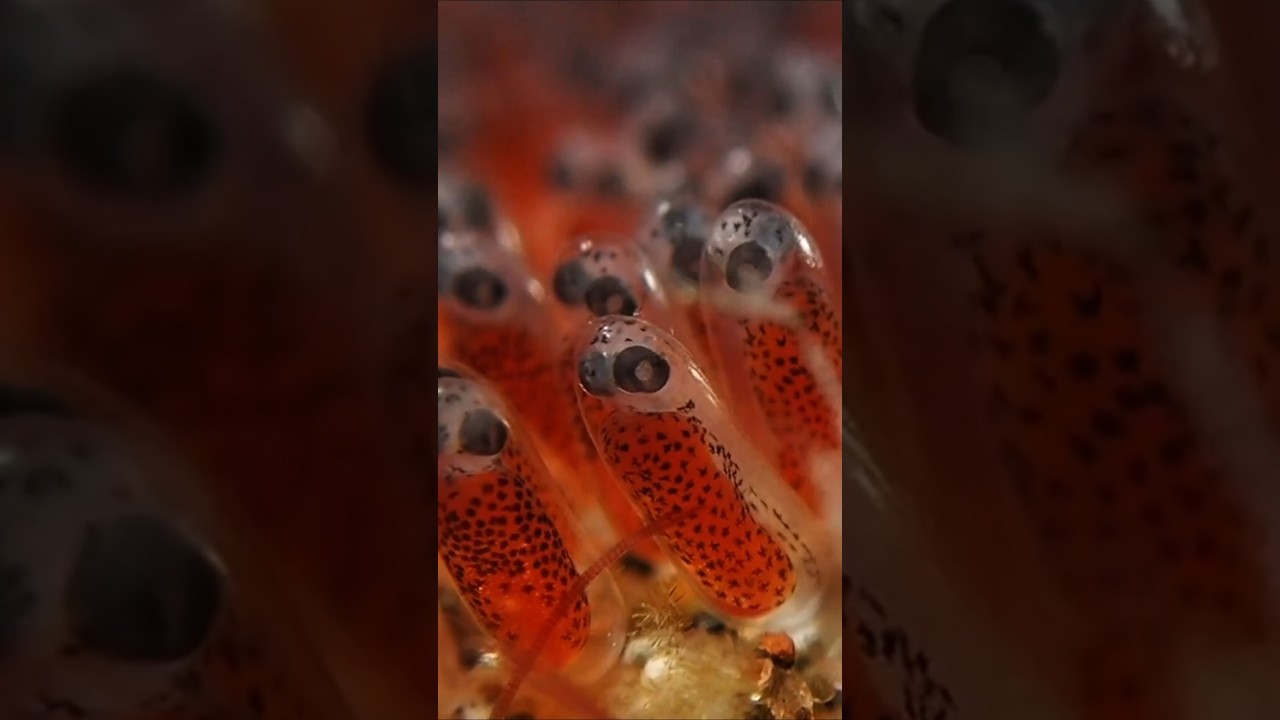 3 Strangest Animal Eggs You Won’t Believe Exist!