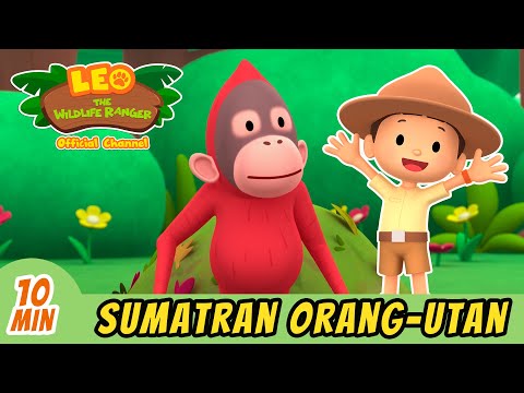Sumatran Orangutan | Full Episode | Leo the Wildlife Ranger | Kids
