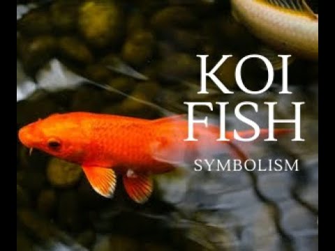 Koi Fishes Symbolism | MissMore