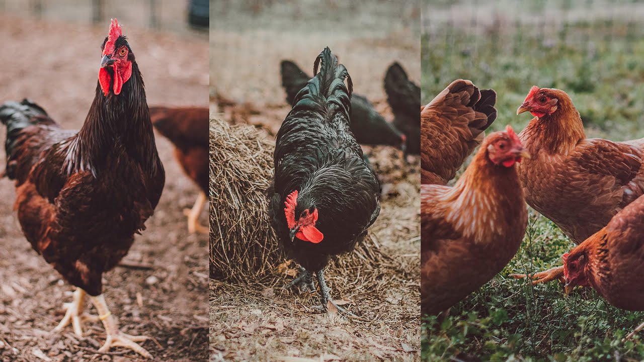 The 3 Best Chicken Breeds For Beginners
