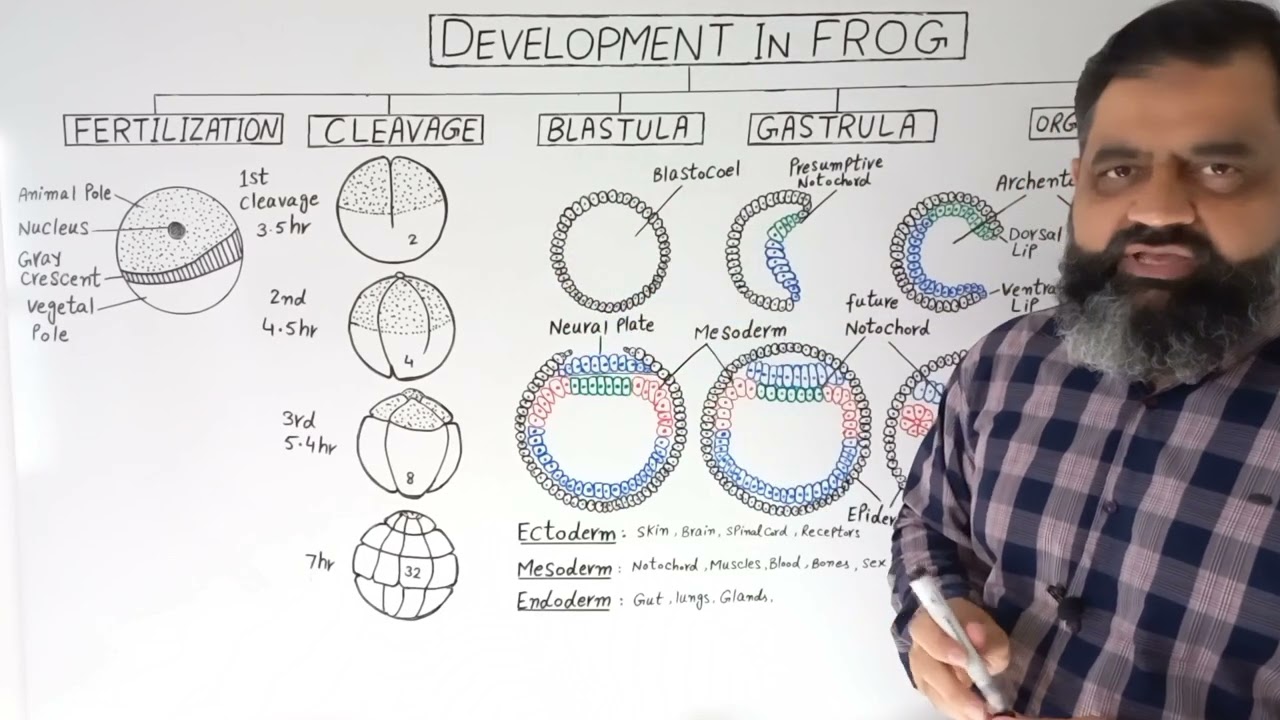 Understanding Frog Gastrulation: A Comprehensive Overview | Galaxy.ai