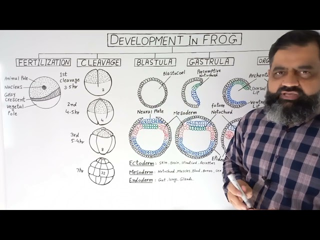 Understanding Frog Gastrulation: A Comprehensive Overview | Galaxy