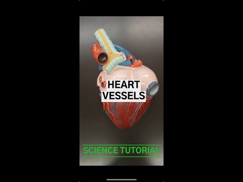 Heart Model Part 3