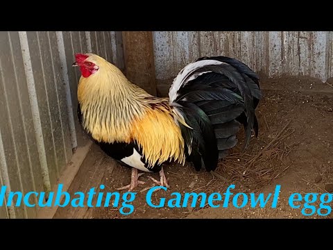 Incubating Gamefowl eggs