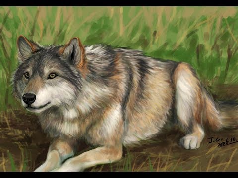 Steam Community :: Video :: Realistic Wolf Animation Rebooted