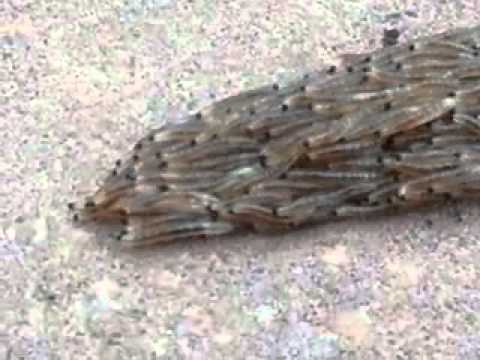 Adorable cluster of fungus gnat larvae crossing the sidewalk | Boing Boing