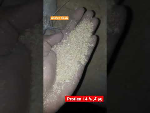 Physical Of Wheat Bran 🐥 || Feed Ingredient || چو کر || #poultry #feedandfarming #feedchannel