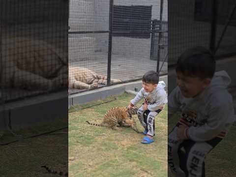 Tiger Cub Bites On Little Kids Leg | Nouman Hassan