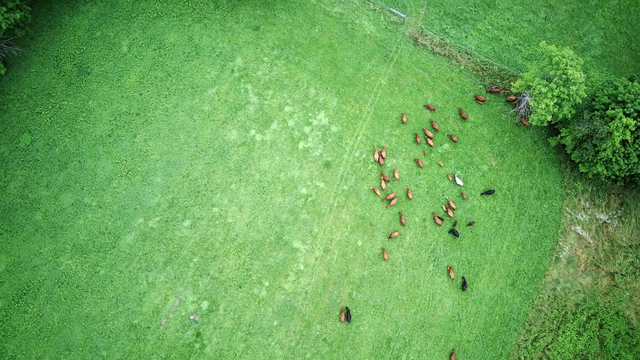Herding Cattle Stuart Family Farm Drone 4k