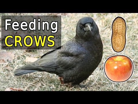 The Ultimate Guide to Feeding Crows in Your Backyard