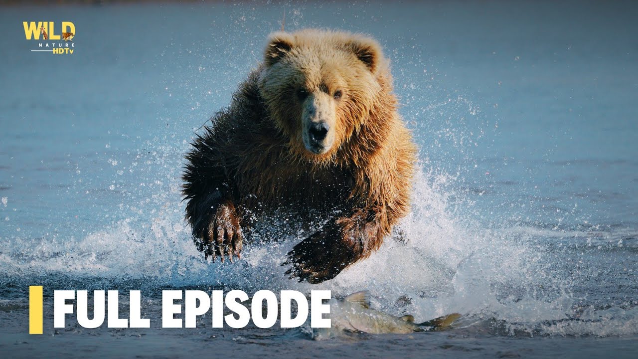 Alaska's Most Dangerous Predators | Brown Bears Uncovered