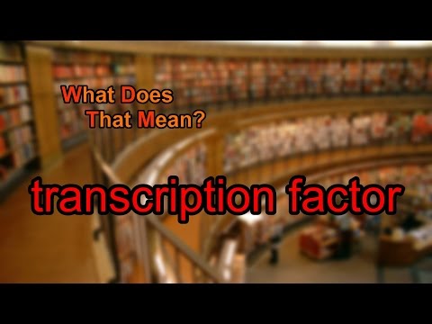 What does transcription factor mean?