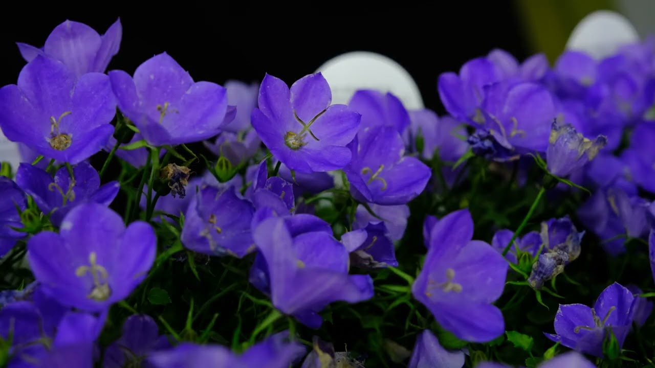 Mini Marvels Campanula Series
