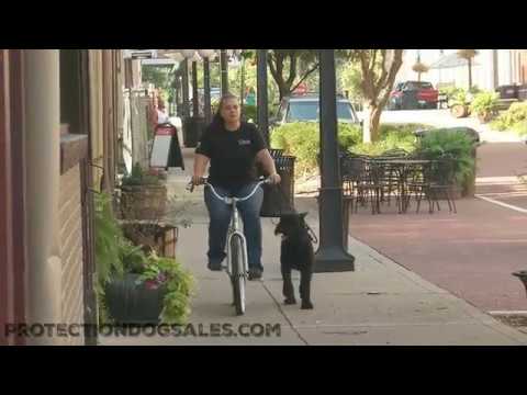 Adult Male Giant Schnauzer For Sale "Kosmo" 2.5 Yrs Old Public Access Skills Great Adaptability