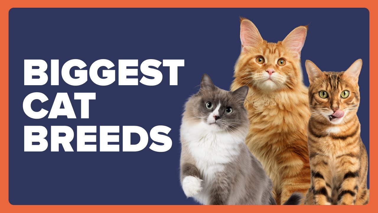 8 Biggest Cat Breeds! 😱