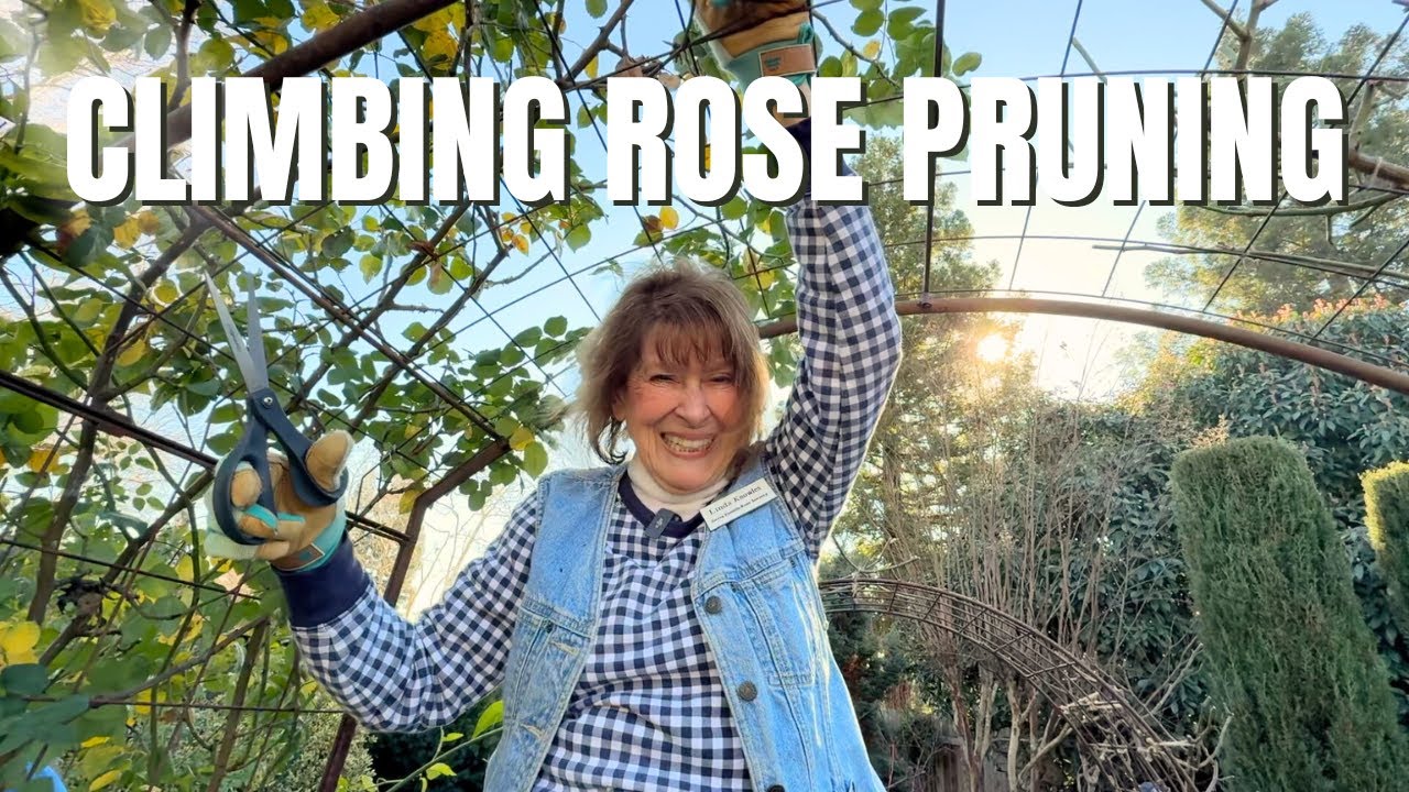 Master Rosarian Shares Her Secrets to Thriving Climbing Roses!