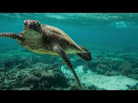 Expat Services - PwC Mauritius