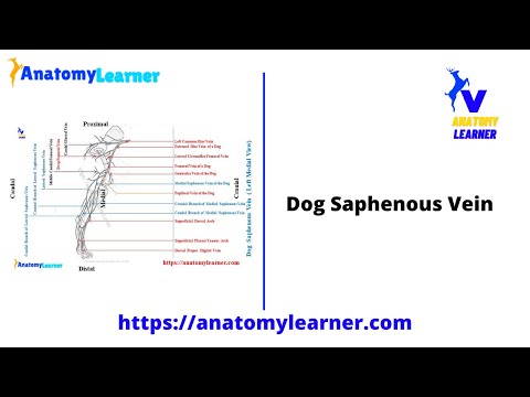 Dog Saphenous Vein - Anatomy Location (Canine Lateral and Medial Saphenous)